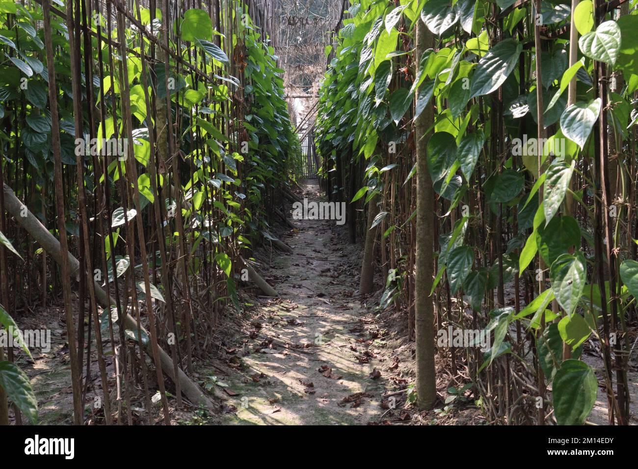 tasty and healthy betel leaf on farm for harvest Stock Photo - Alamy