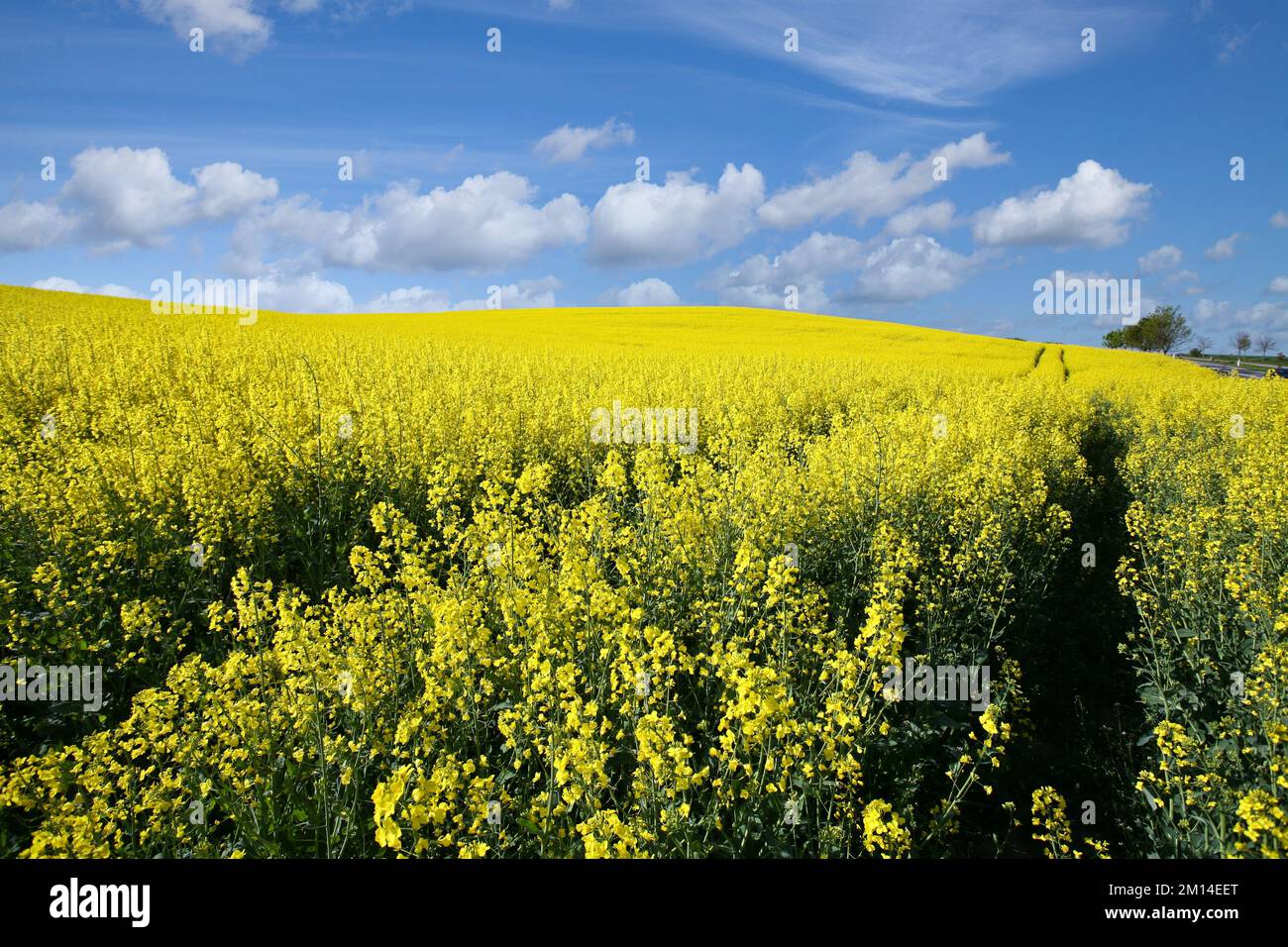 Rapse field and blue sky in the summer in the countryside in denmark ...