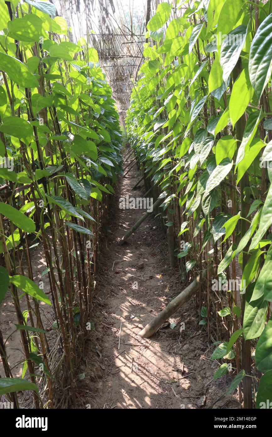 tasty and healthy betel leaf on farm for harvest Stock Photo - Alamy