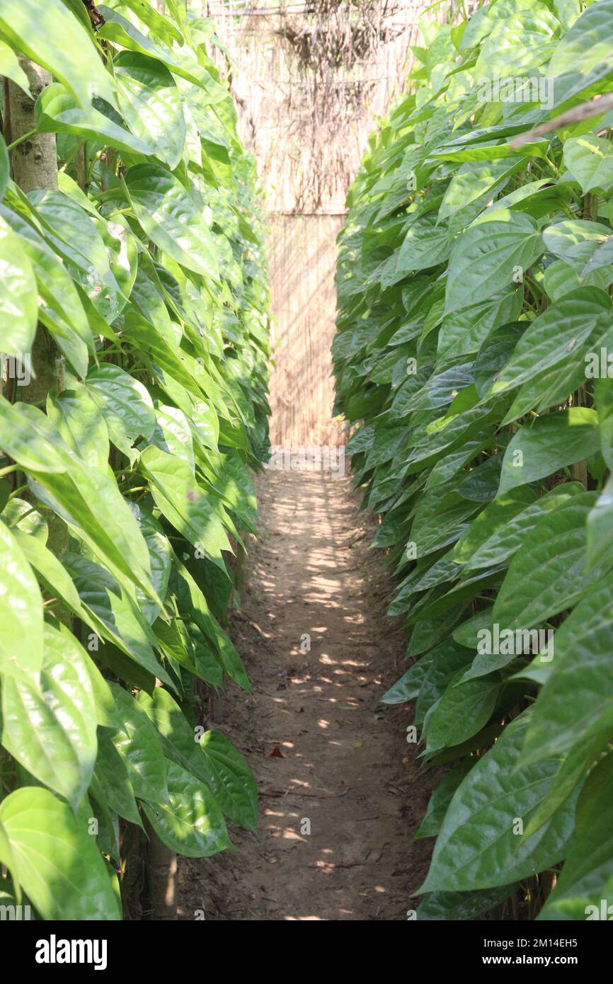 tasty and healthy betel leaf on farm for harvest Stock Photo - Alamy