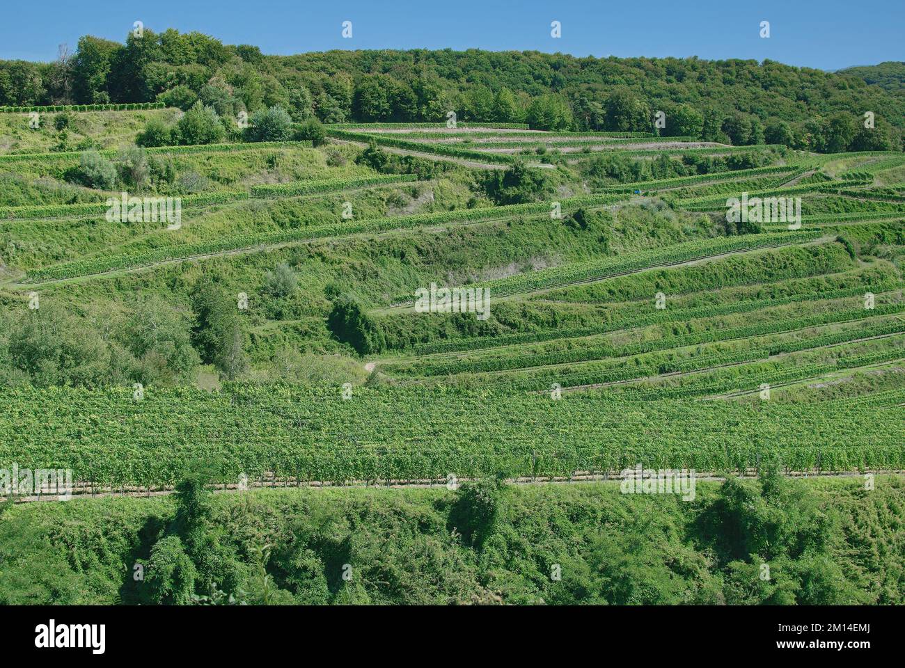 traditional wine terraces at Kaiserstuhl wine region,Black Forest ...