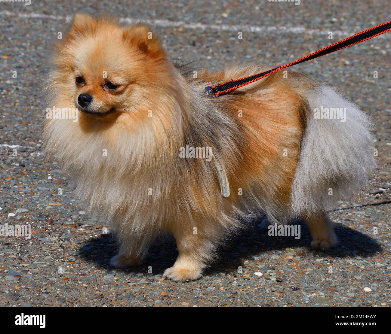 Dog breeds of small German Spitz for a walk Stock Photo - Alamy