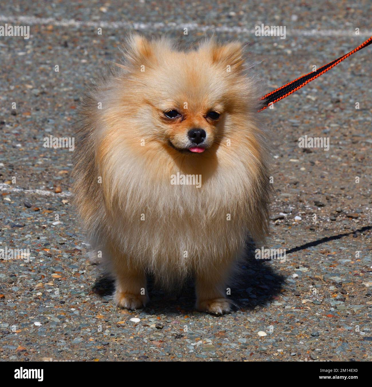 Dog breeds of small German Spitz for a walk Stock Photo - Alamy