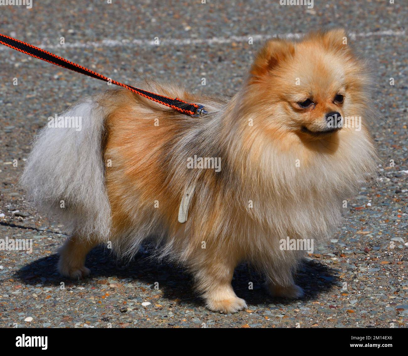 Dog breeds of small German Spitz for a walk Stock Photo - Alamy