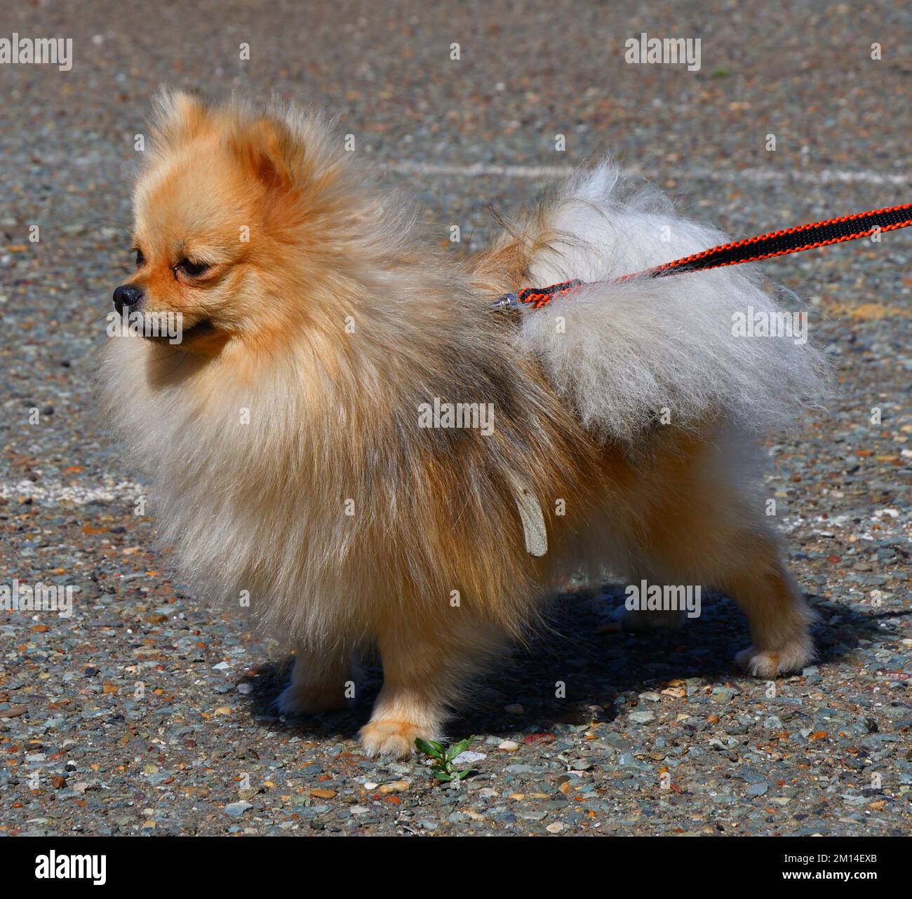 Dog breeds of small German Spitz for a walk Stock Photo - Alamy