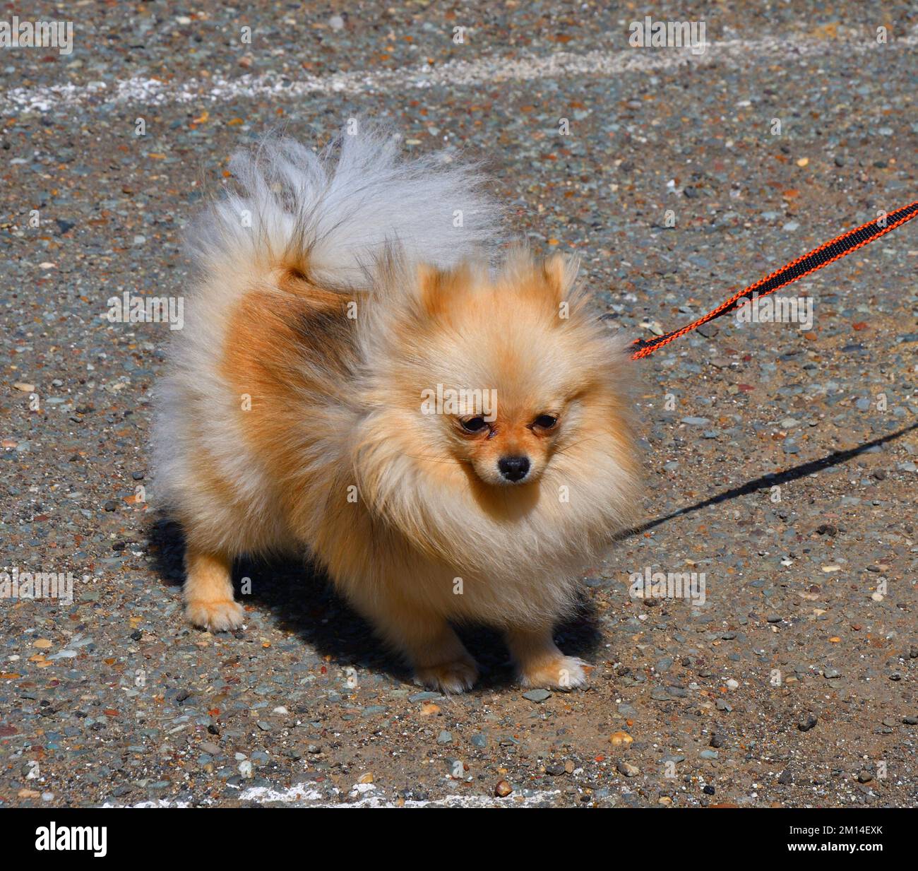 Dog breeds of small German Spitz for a walk Stock Photo - Alamy