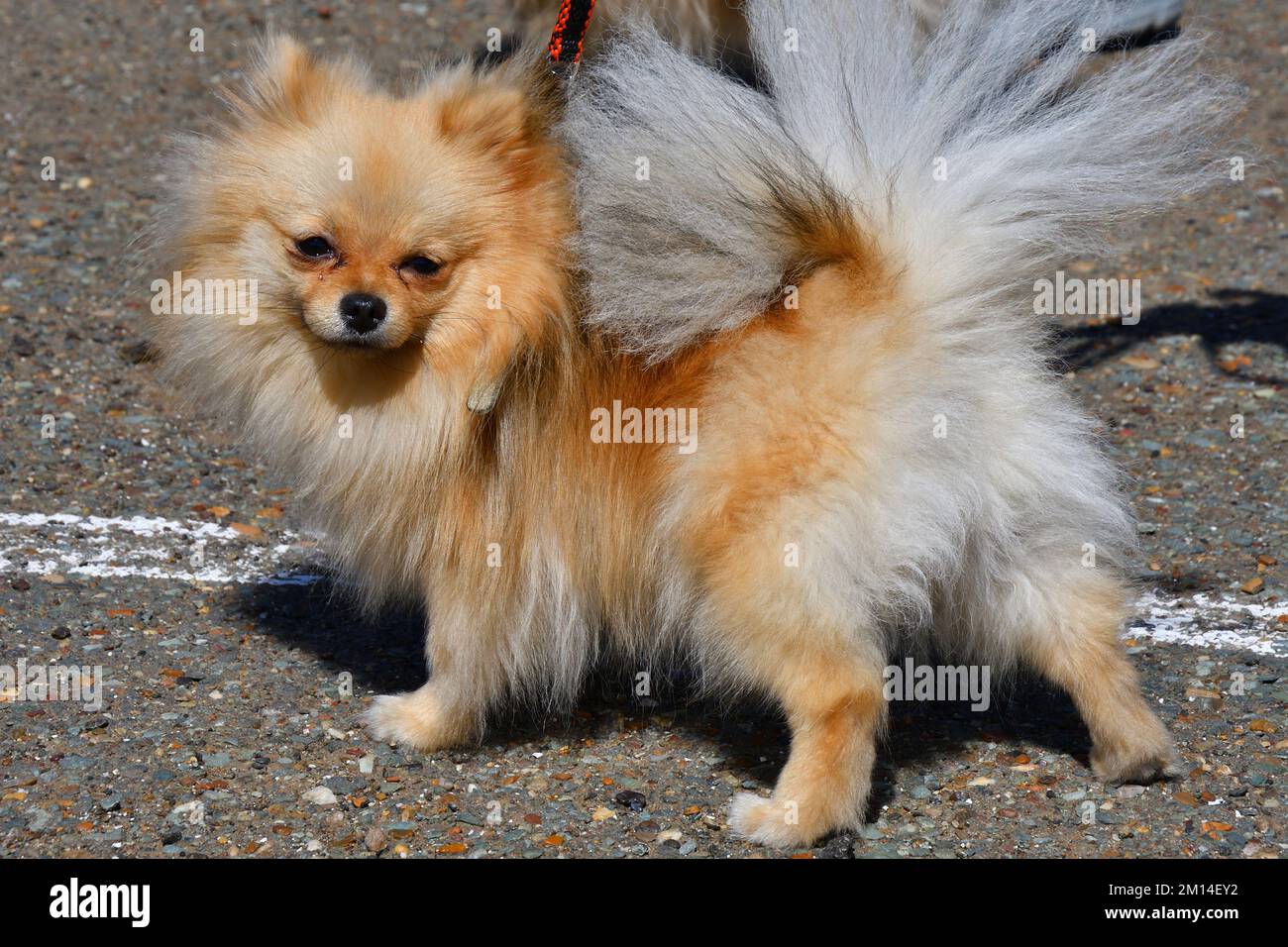 Dog breeds of small German Spitz for a walk Stock Photo - Alamy