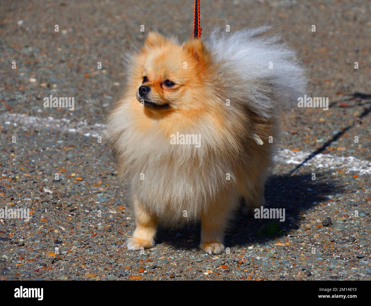 Dog breeds of small German Spitz for a walk Stock Photo - Alamy