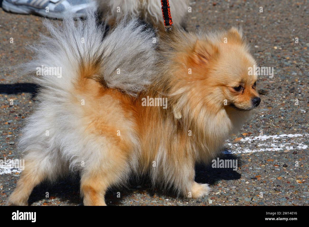 Dog breeds of small German Spitz for a walk Stock Photo - Alamy