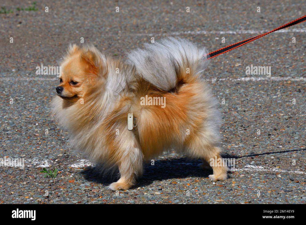 Dog breeds of small German Spitz for a walk Stock Photo - Alamy