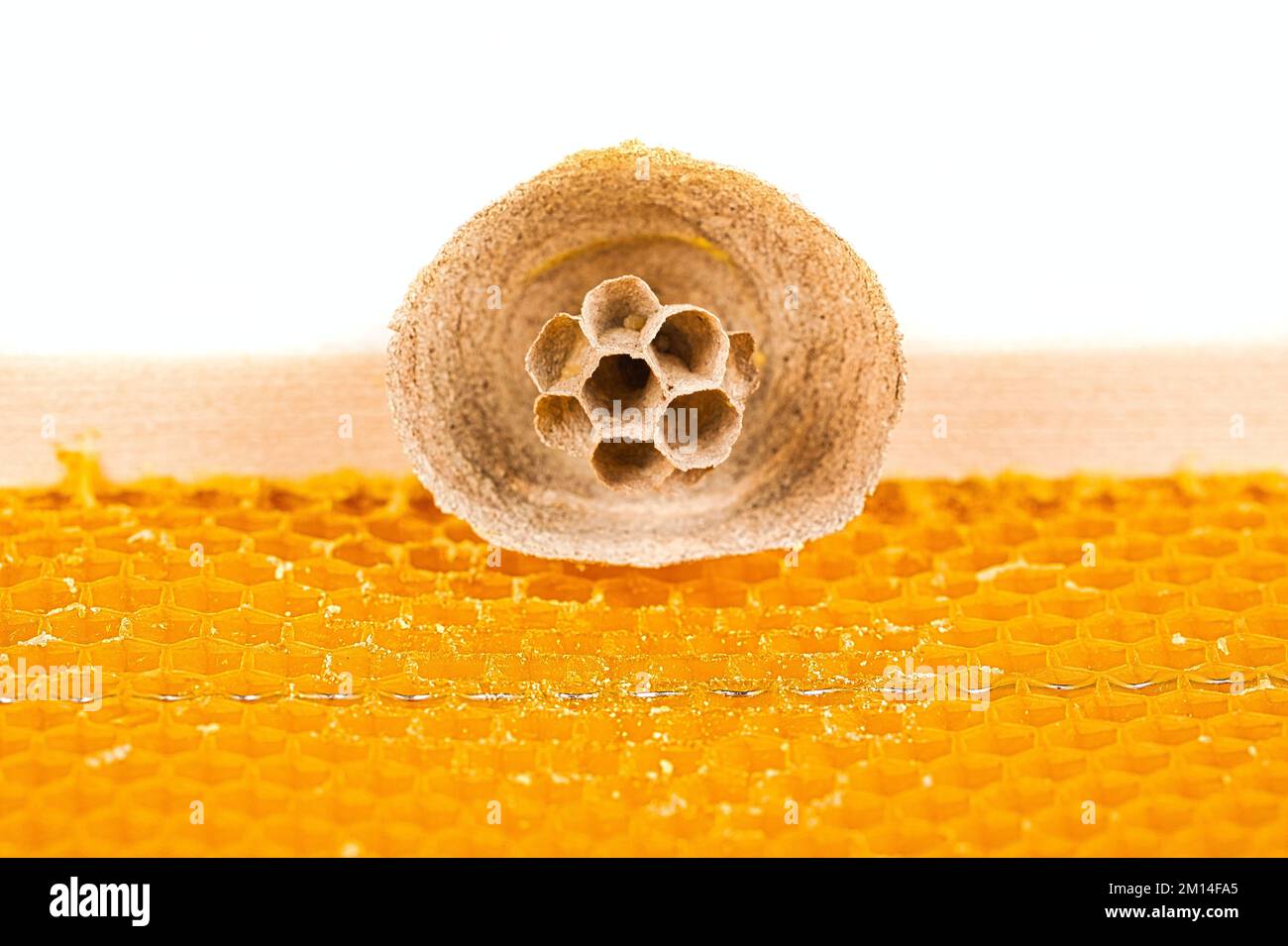 Macro picture of Asian hornets begin of nest on a new yellow frame of ...