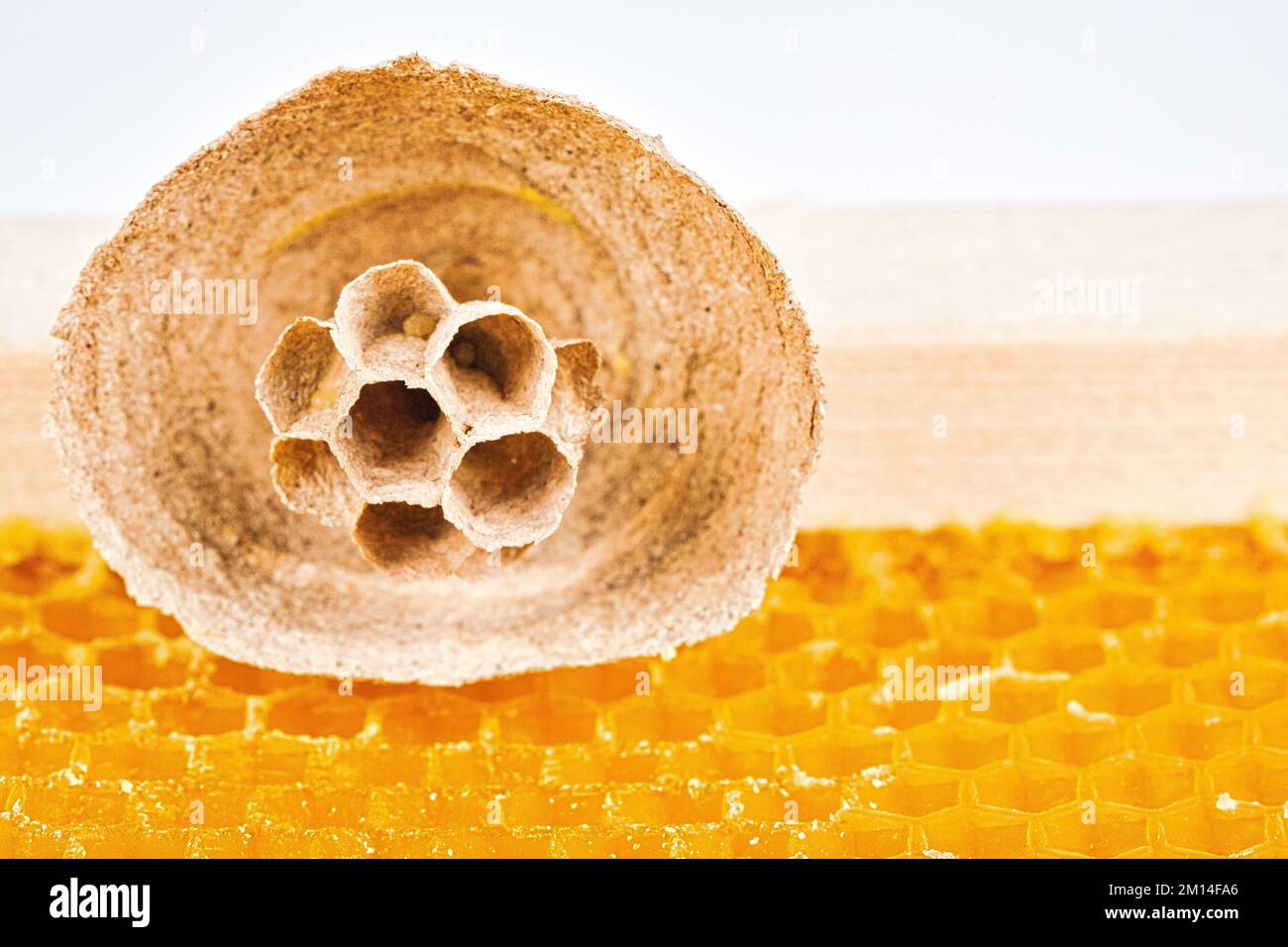 Macro picture of Asian hornets begin of nest on a new yellow frame of ...