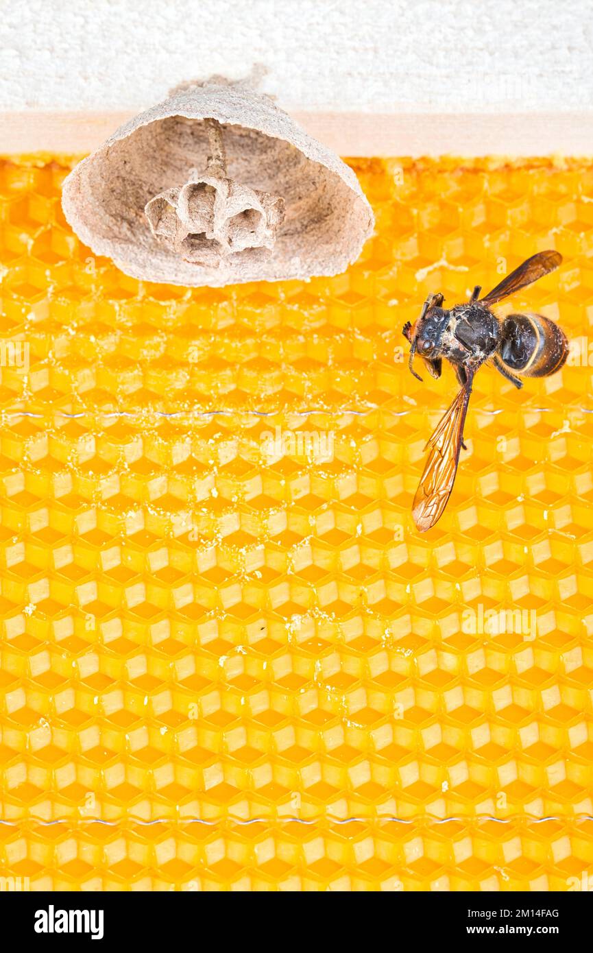 Macro picture of Asian hornets begin of nest on a new yellow frame of ...