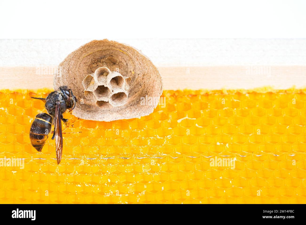 Macro picture of Asian hornets begin of nest on a new yellow frame of ...