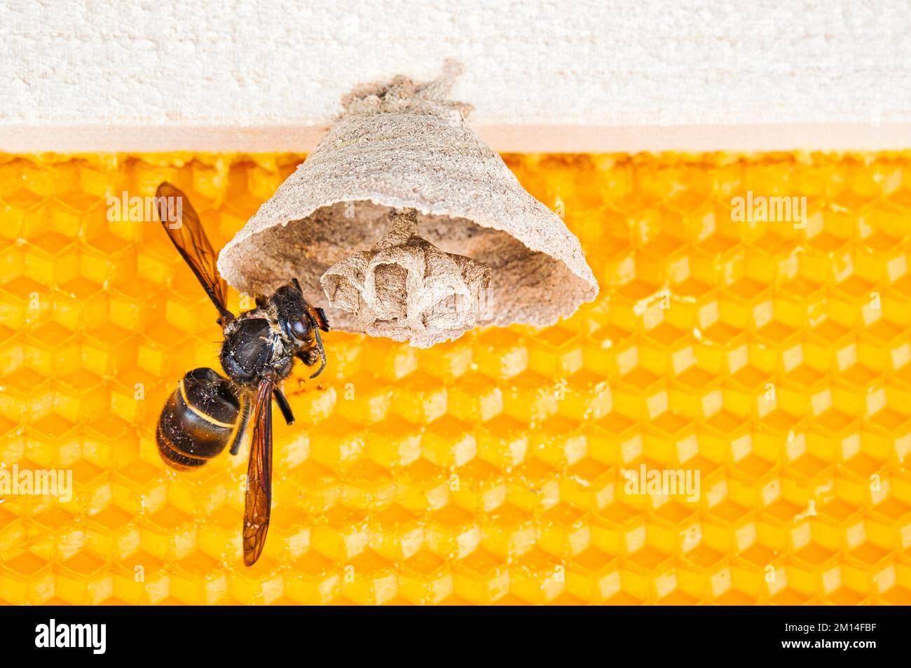 Macro picture of Asian hornets begin of nest on a new yellow frame of ...