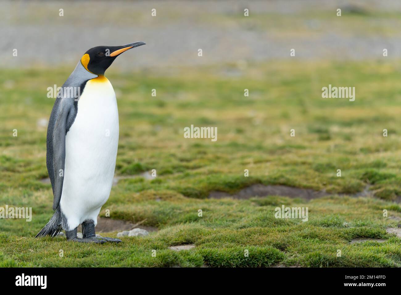 single king penguin King penguin (APTENODYTES PATAGONICUS) in South ...