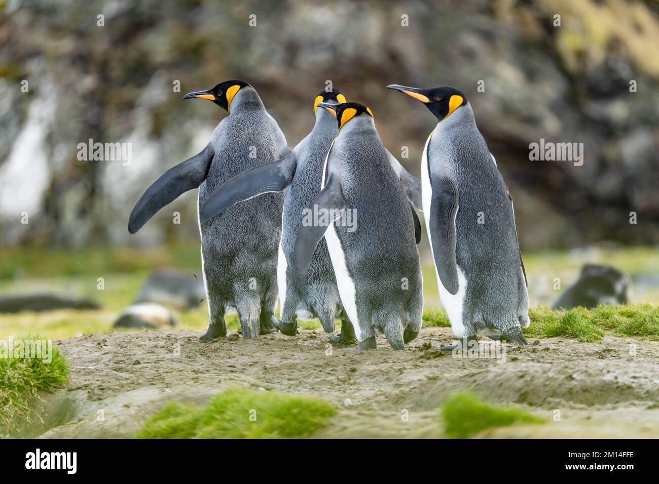 Group of King Penguins (APTENODYTES PATAGONICUS) on South Georgia in ...