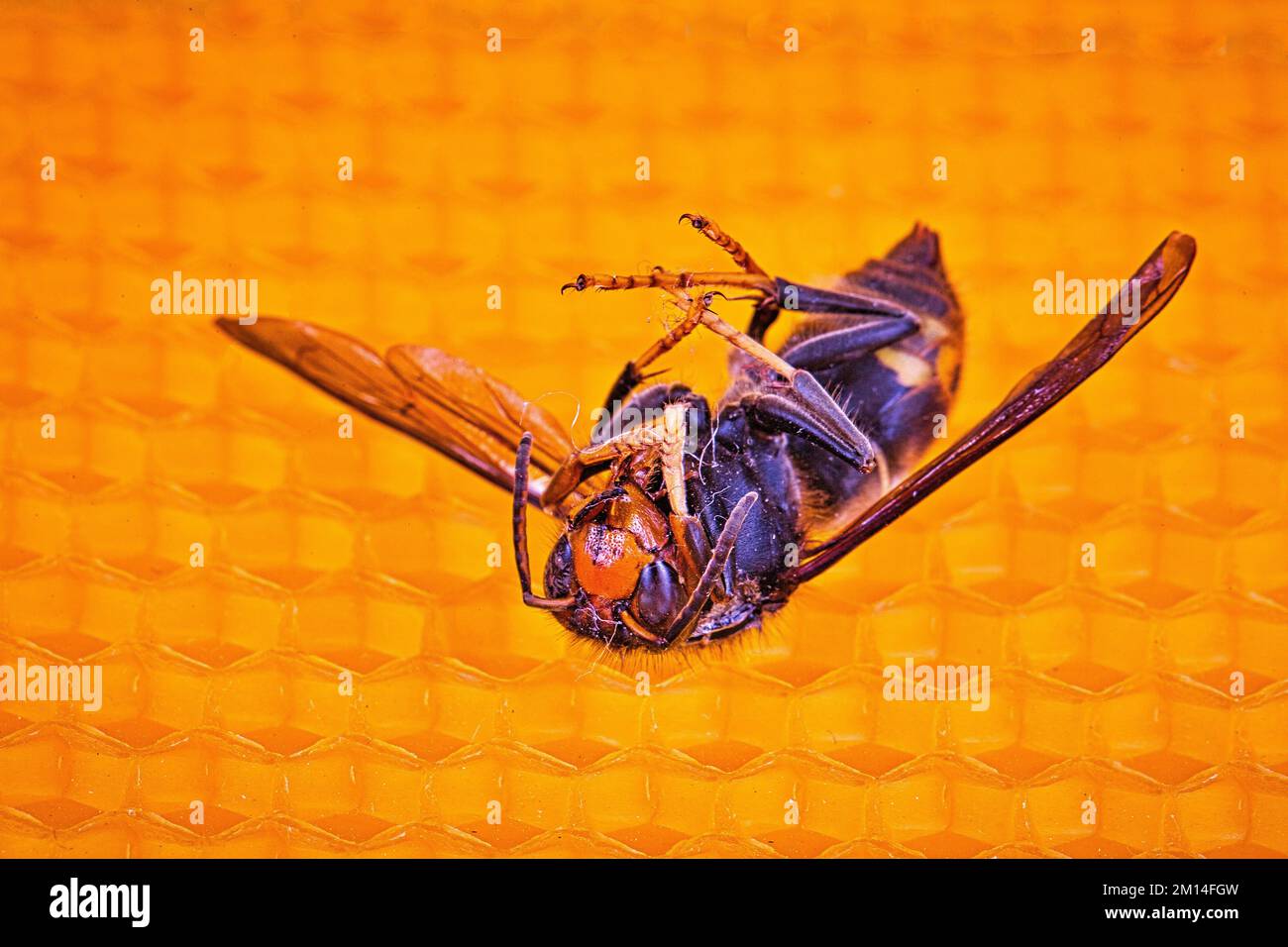 Macro picture of dead Asian hornets on a new yellow orange frame of ...