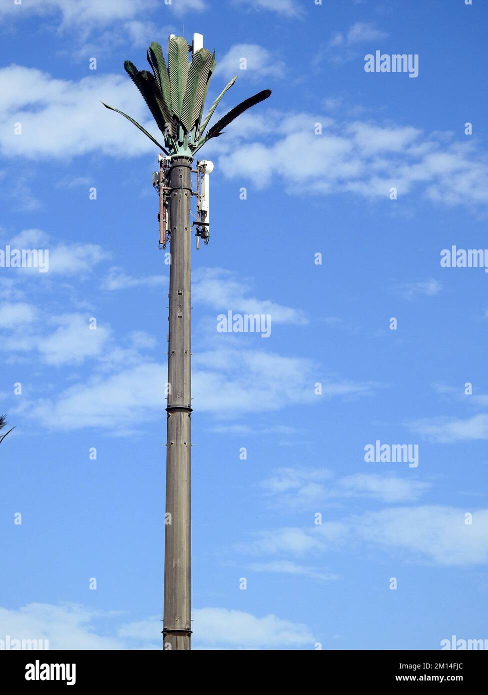 Cell towers disguise tree hi-res stock photography and images - Alamy