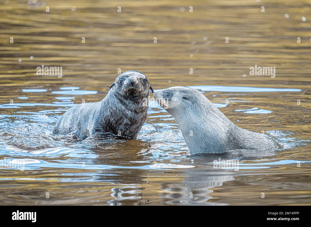 Salbury plain hi-res stock photography and images - Alamy