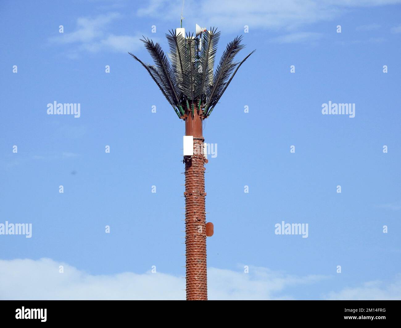 Cell towers disguise tree hi-res stock photography and images - Alamy