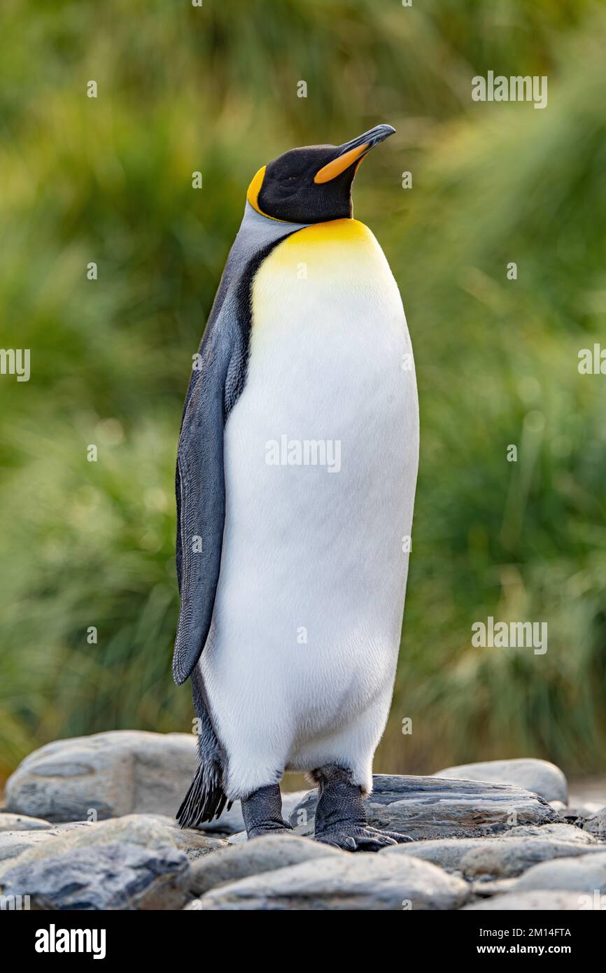 single king penguin King penguin (APTENODYTES PATAGONICUS) in South ...