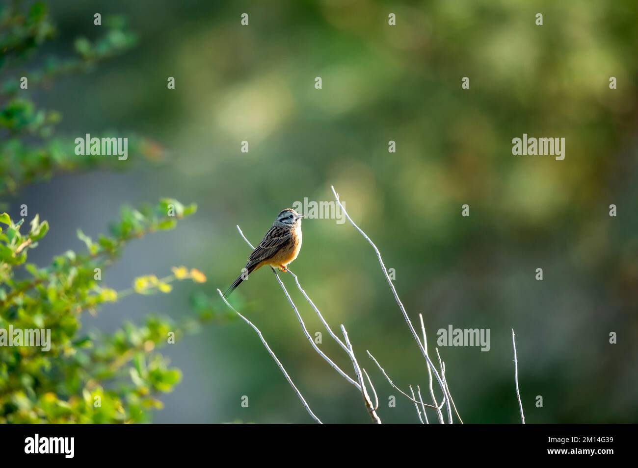 rock bunting or Emberiza cia bird in natural green background in winter ...
