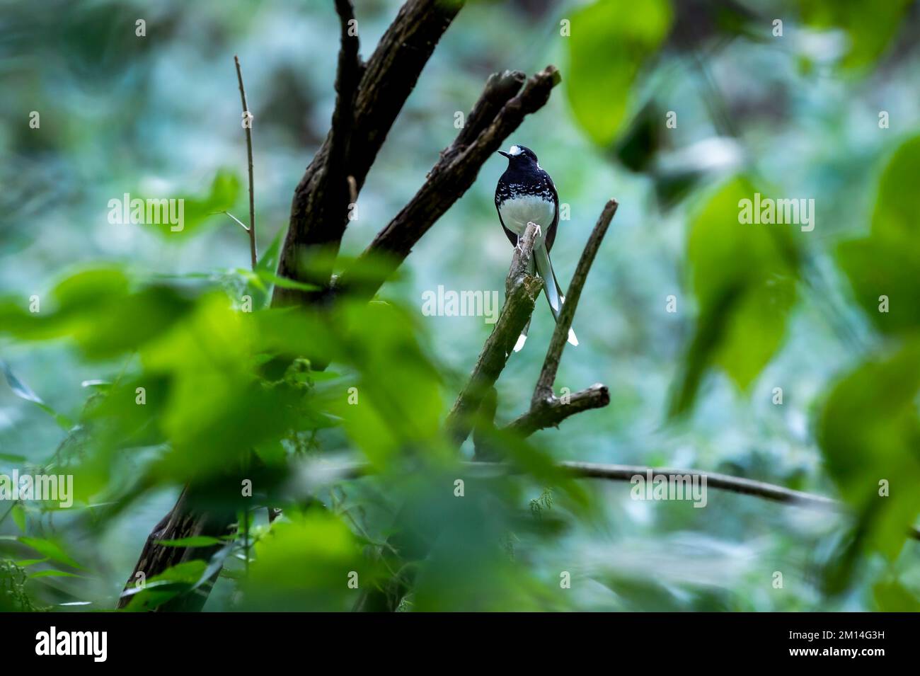 spotted forktail or Enicurus maculatus bird perched on branch in ...