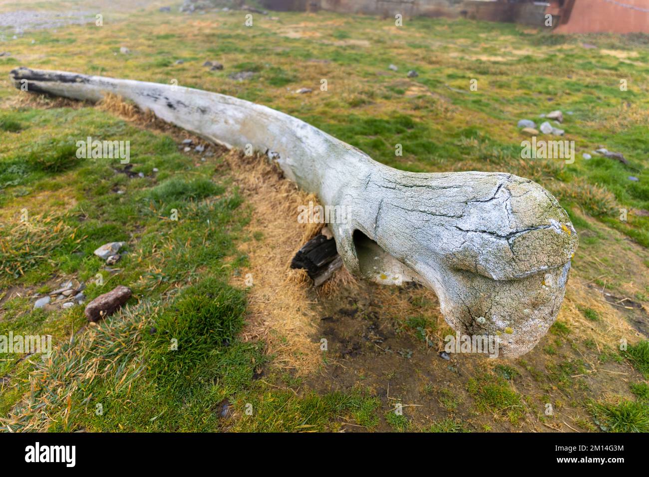 old whalebone on the beach of the now abandoned whaling station in ...