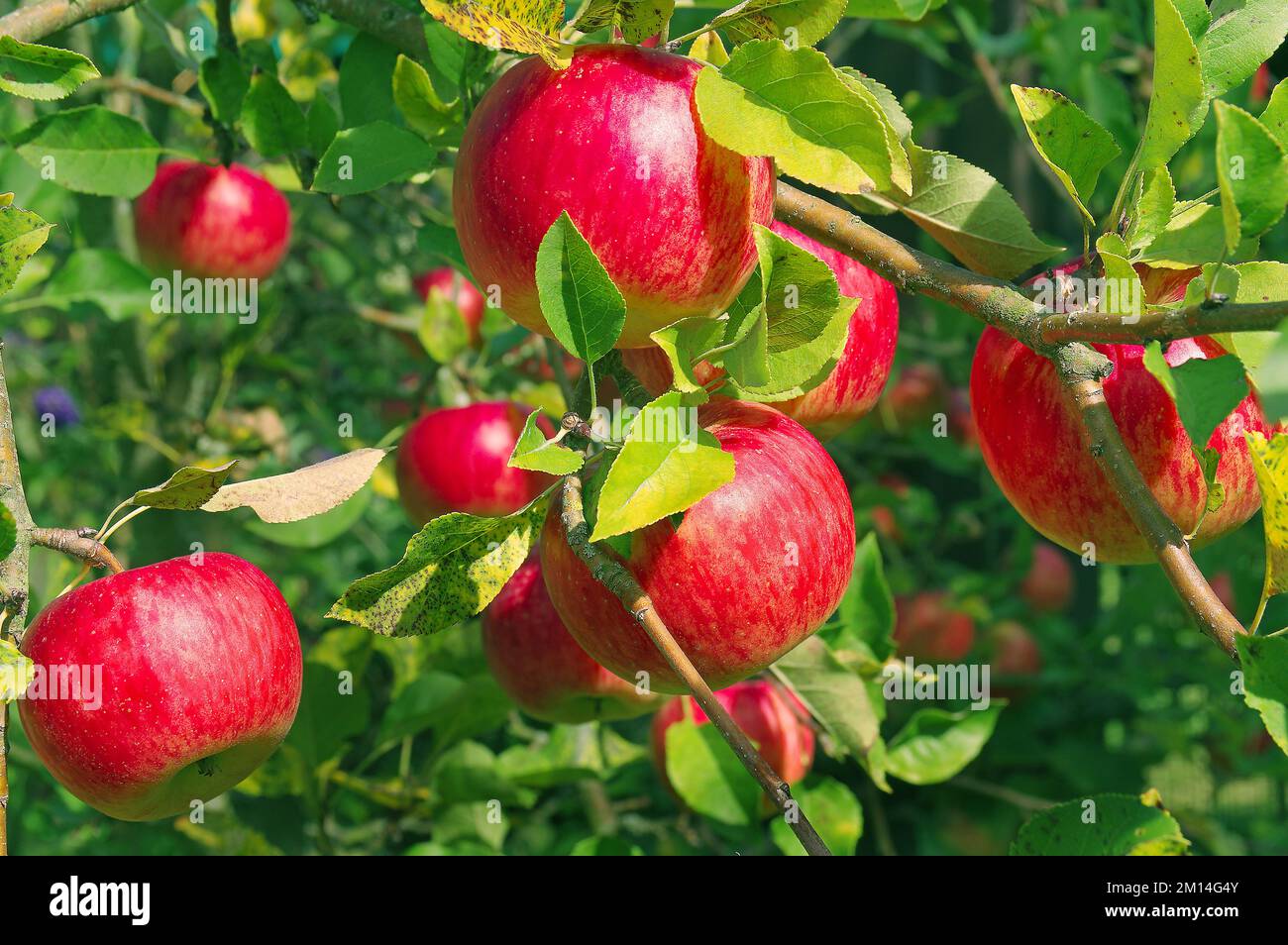 Topaz apple garden hi-res stock photography and images - Alamy