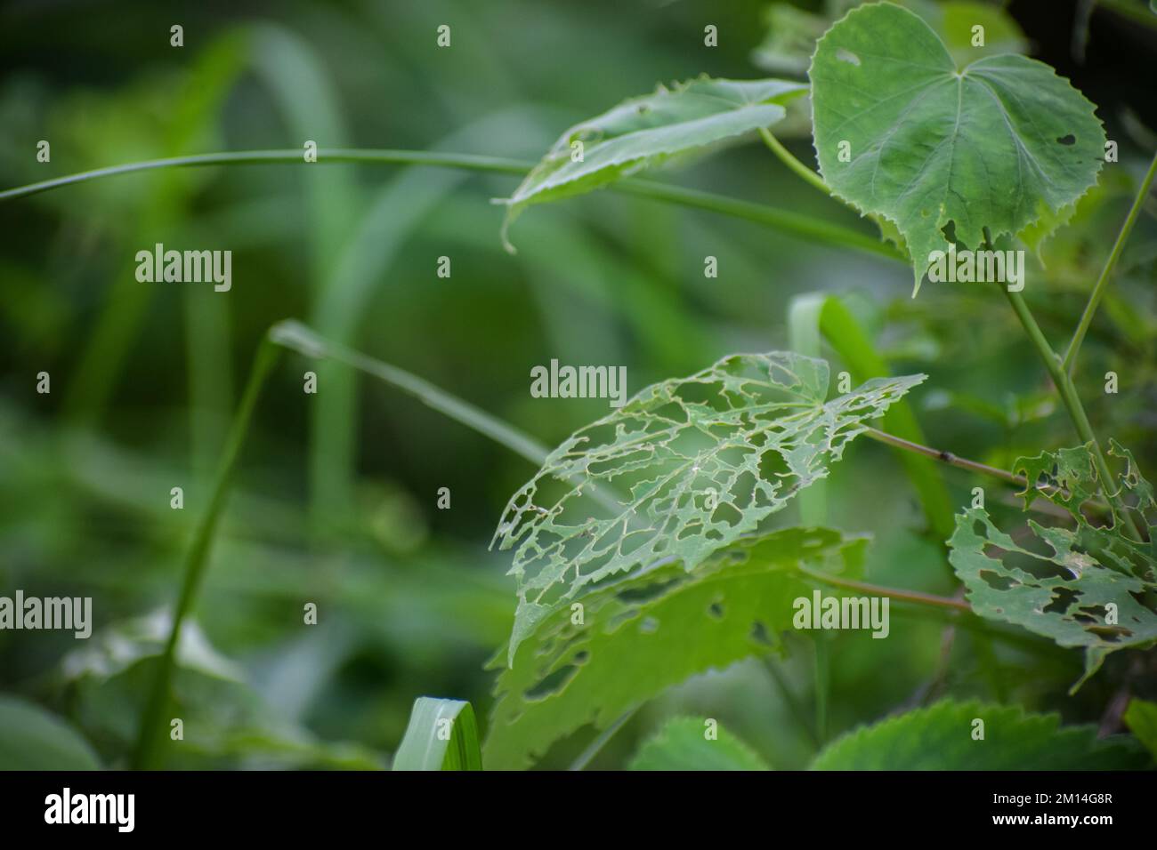 Damaged by the insects hi-res stock photography and images - Alamy