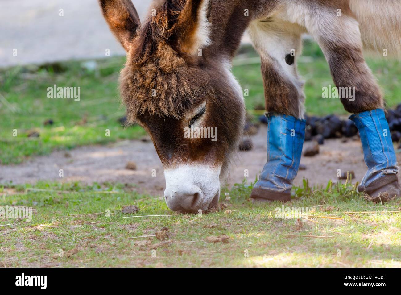 A closeup of an Irish donkey grazing Stock Photo - Alamy