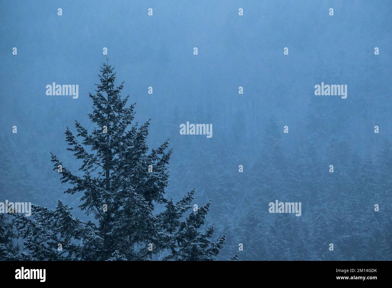Rottweil, Germany. 10th Dec, 2022. A wooded area near Rottweil is ...