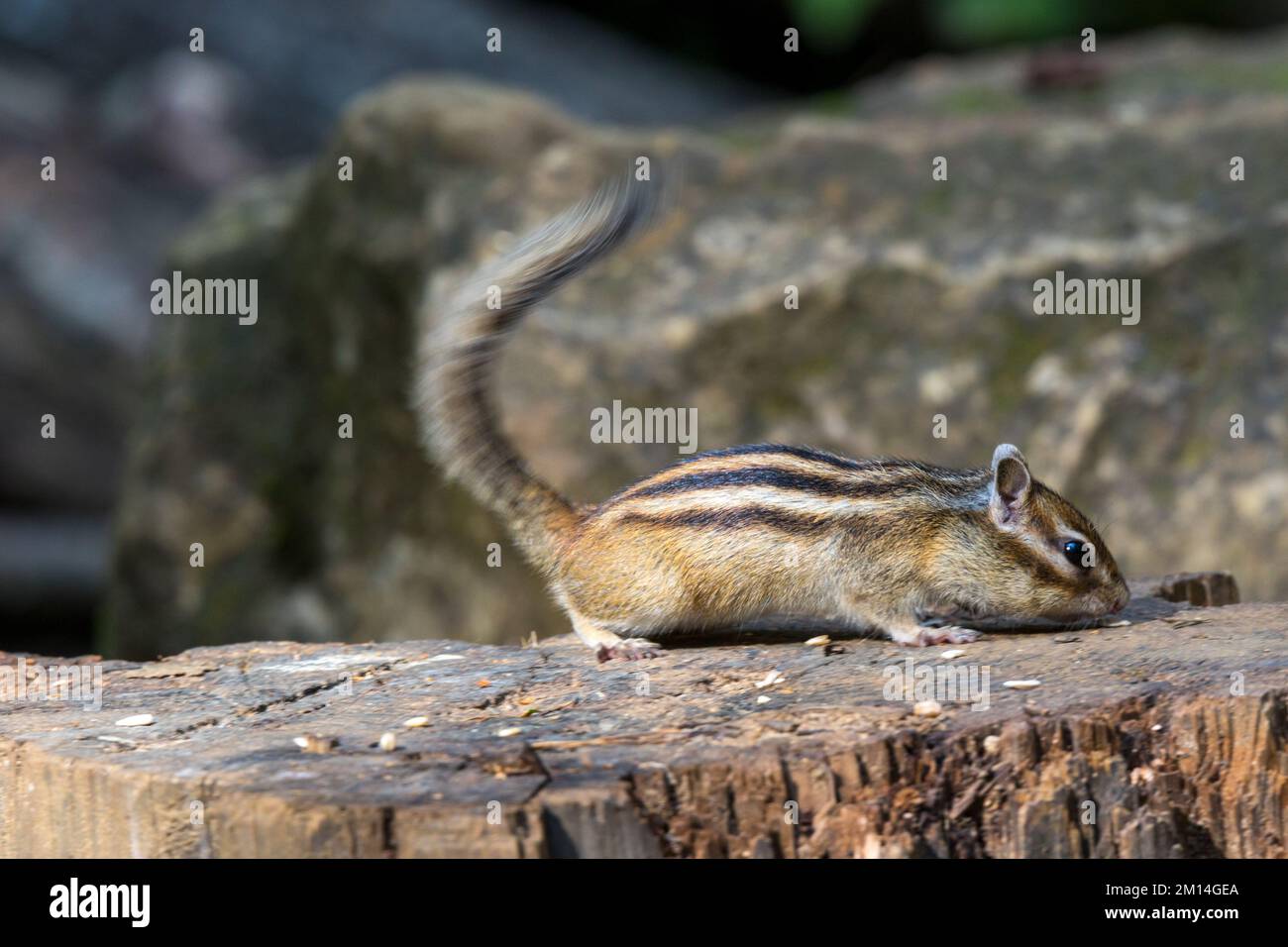 Tamias sibiricus, Siberian Chipmunk. Moscow region, Russia Stock Photo ...