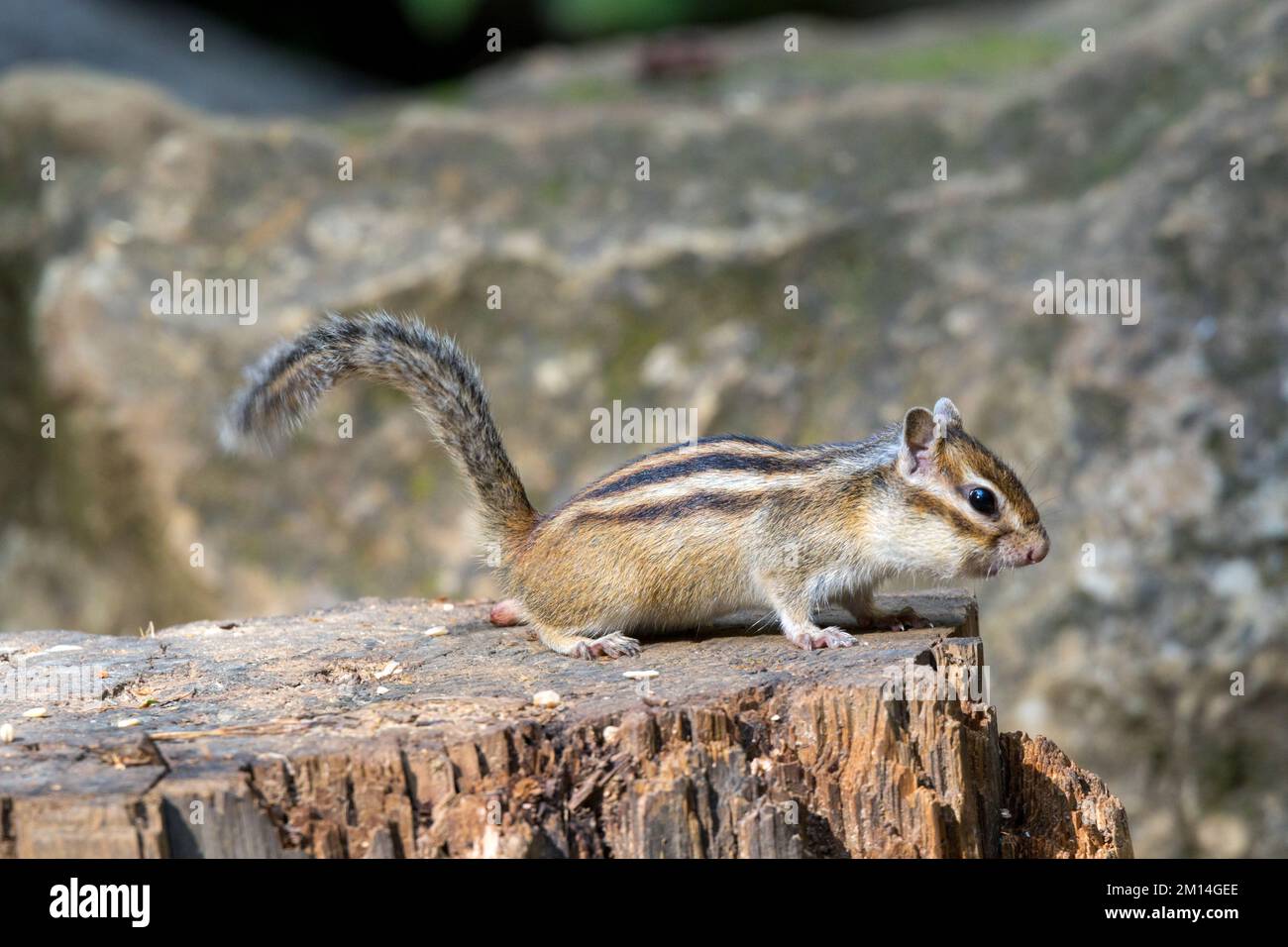 Siberian chipmunk russia hi-res stock photography and images - Alamy