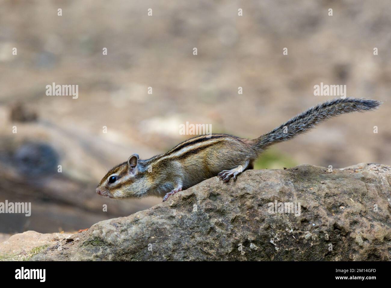 Siberian chipmunk russia hi-res stock photography and images - Alamy