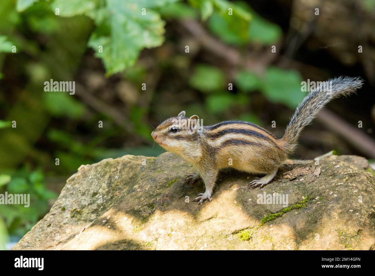 Siberian chipmunk russia hi-res stock photography and images - Alamy