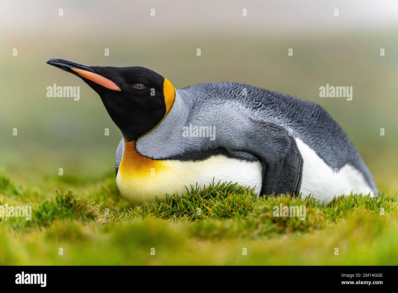 ndividual king penguin (APTENODYTES PATAGONICUS) lies relaxed on its ...