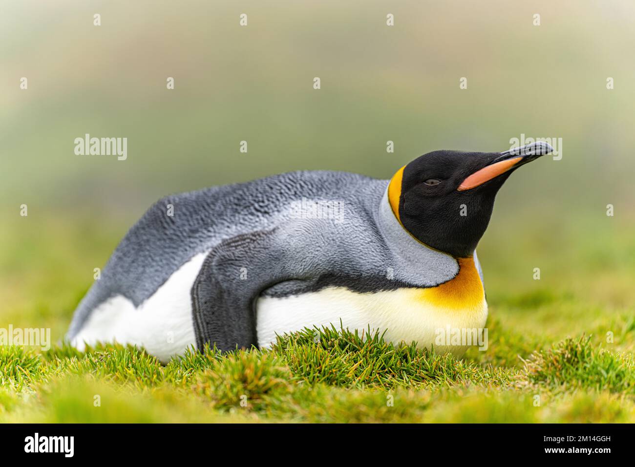 ndividual king penguin (APTENODYTES PATAGONICUS) lies relaxed on its ...