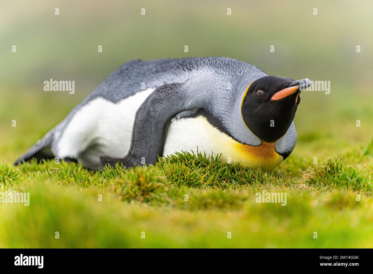 ndividual king penguin (APTENODYTES PATAGONICUS) lies relaxed on its ...