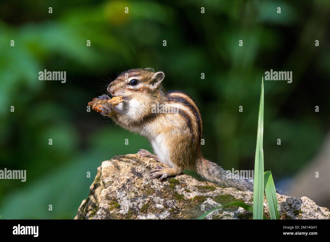 Tamias sibiricus, Siberian Chipmunk. Moscow region, Russia Stock Photo ...