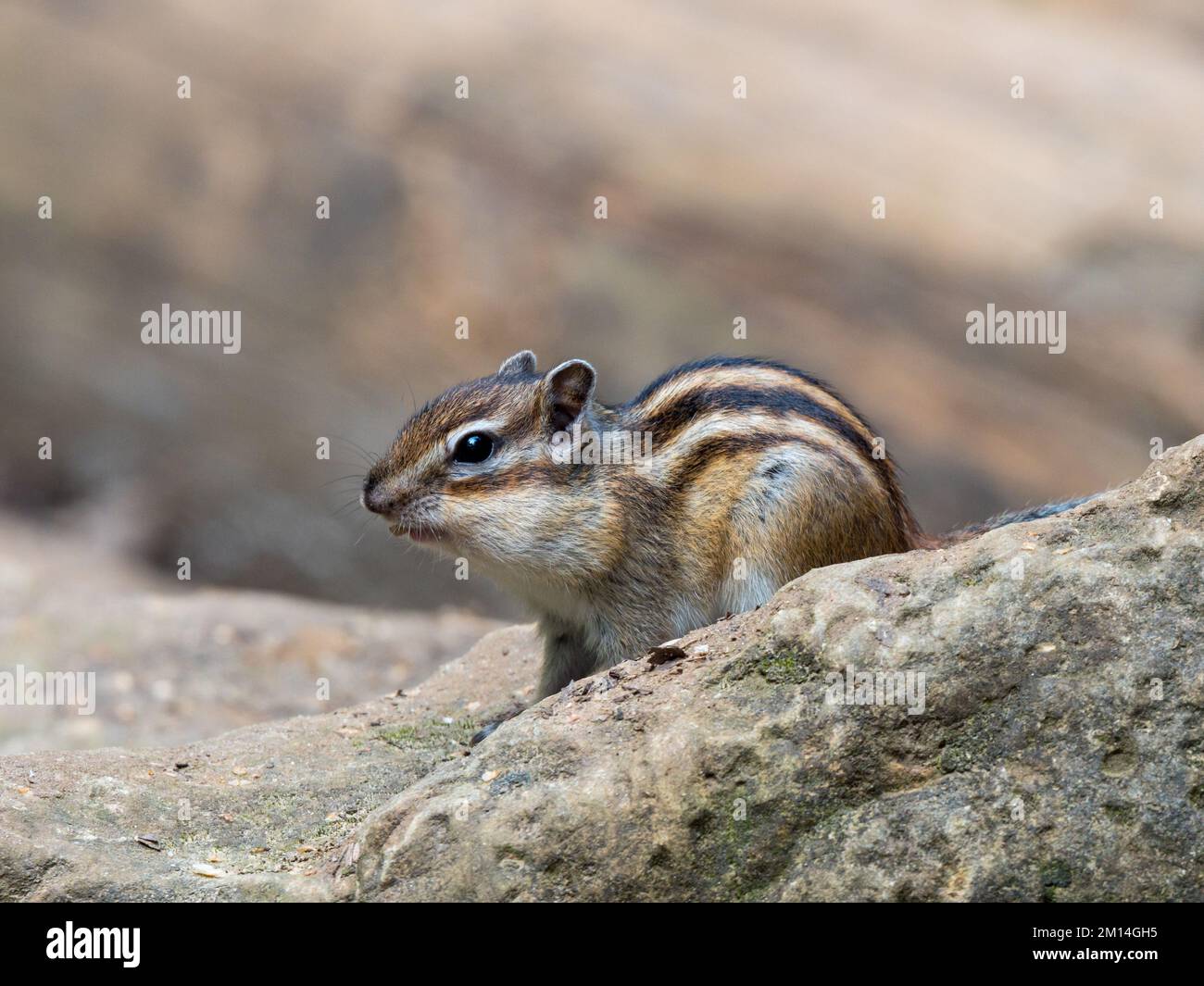 Siberian chipmunk eutamias sibiricus tamias hi-res stock photography ...