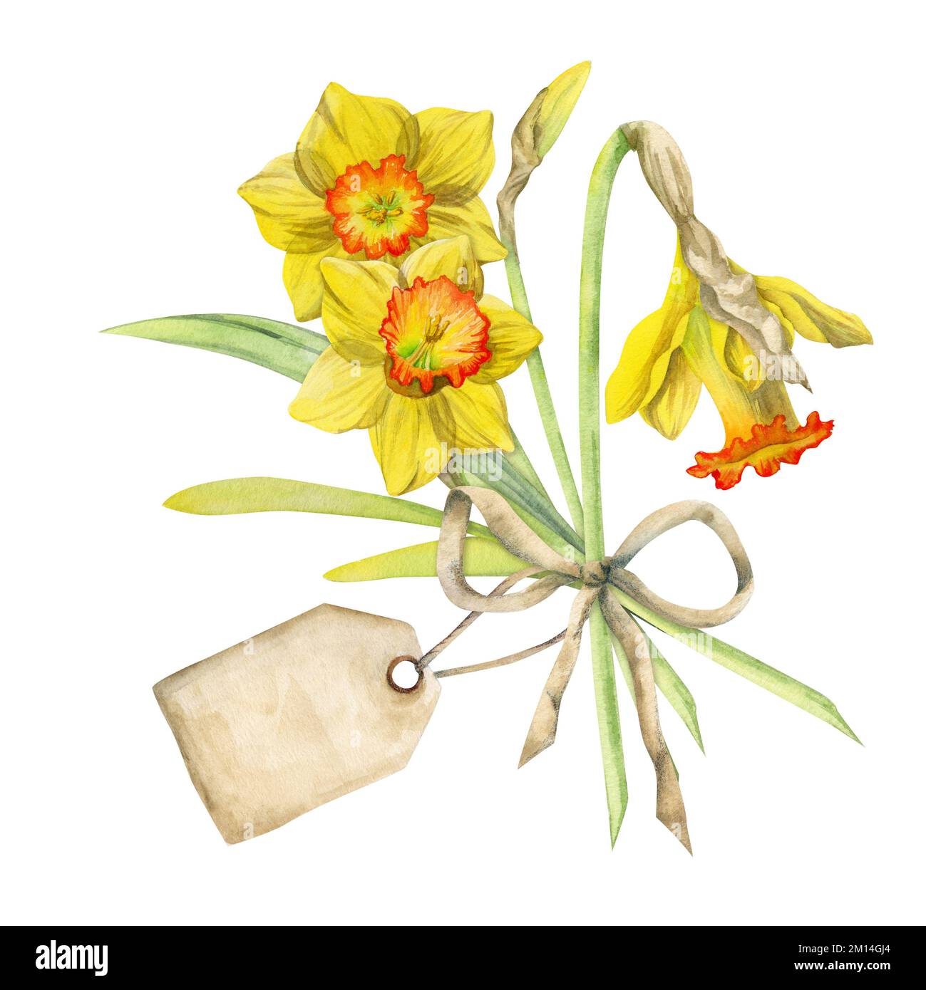 Watercolor hand drawn composition with spring flowers, daffodils ...