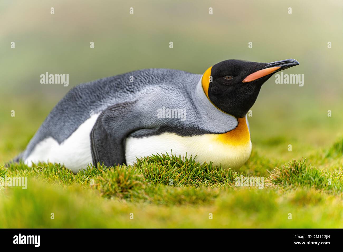 ndividual king penguin (APTENODYTES PATAGONICUS) lies relaxed on its ...