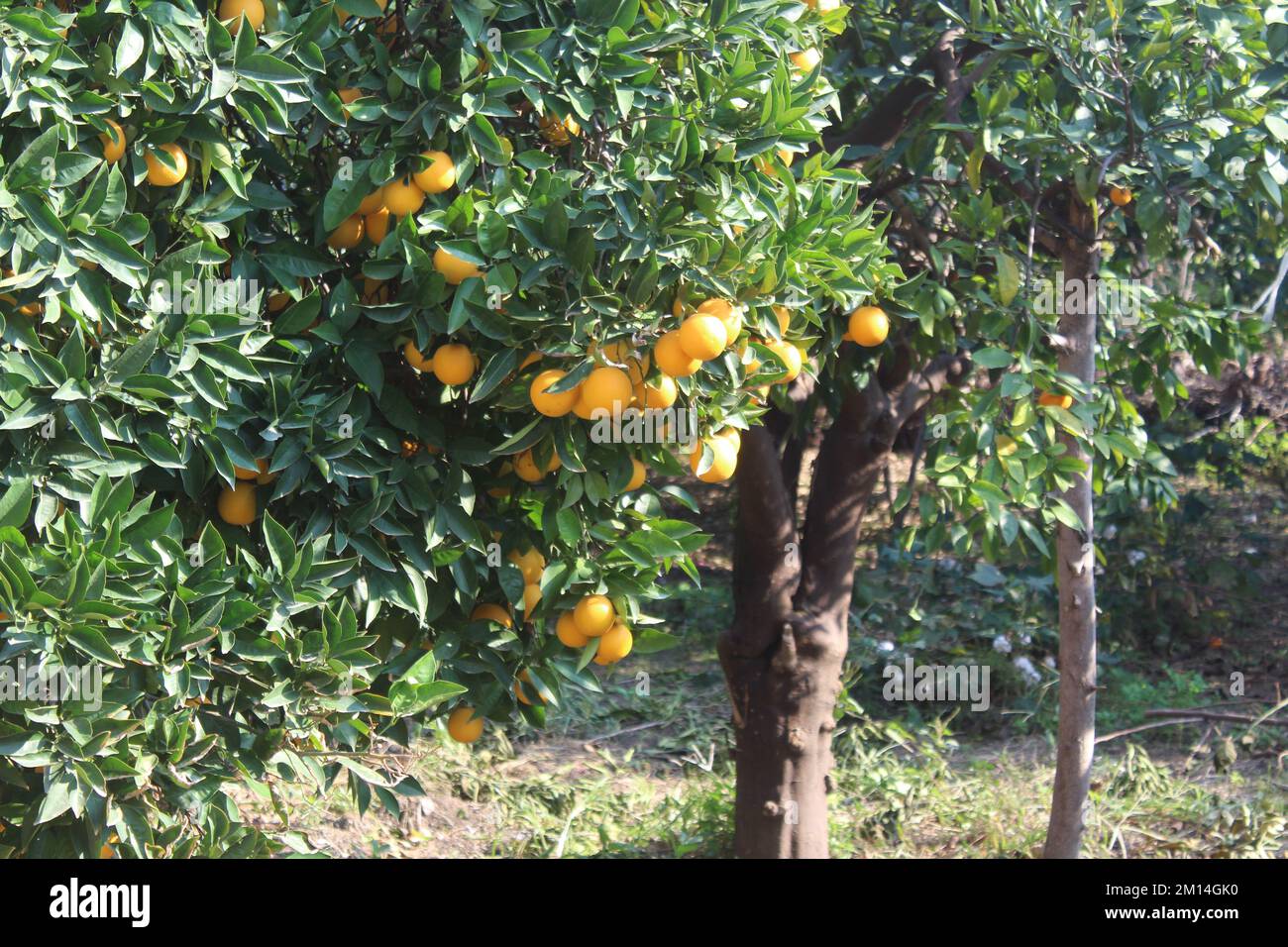 Orange fruit on orange tree in orchard Stock Photo - Alamy