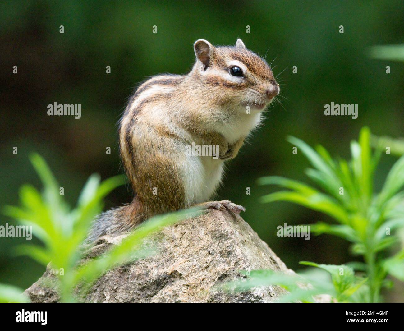 Tamias sibiricus, Siberian Chipmunk. Moscow region, Russia Stock Photo ...