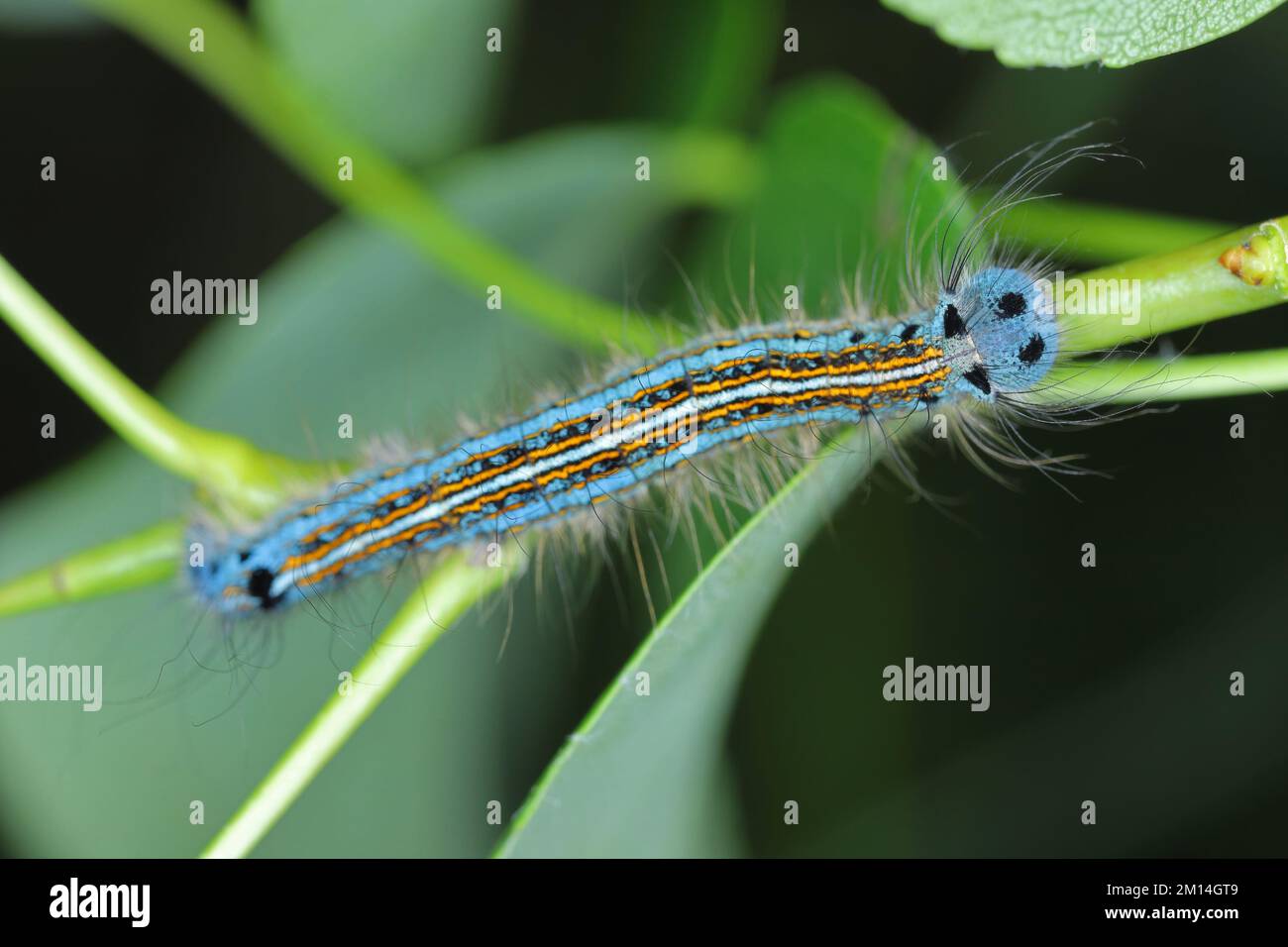 Lackey moth caterpillar, larva (Malacosoma neustria) on the leaves of ...