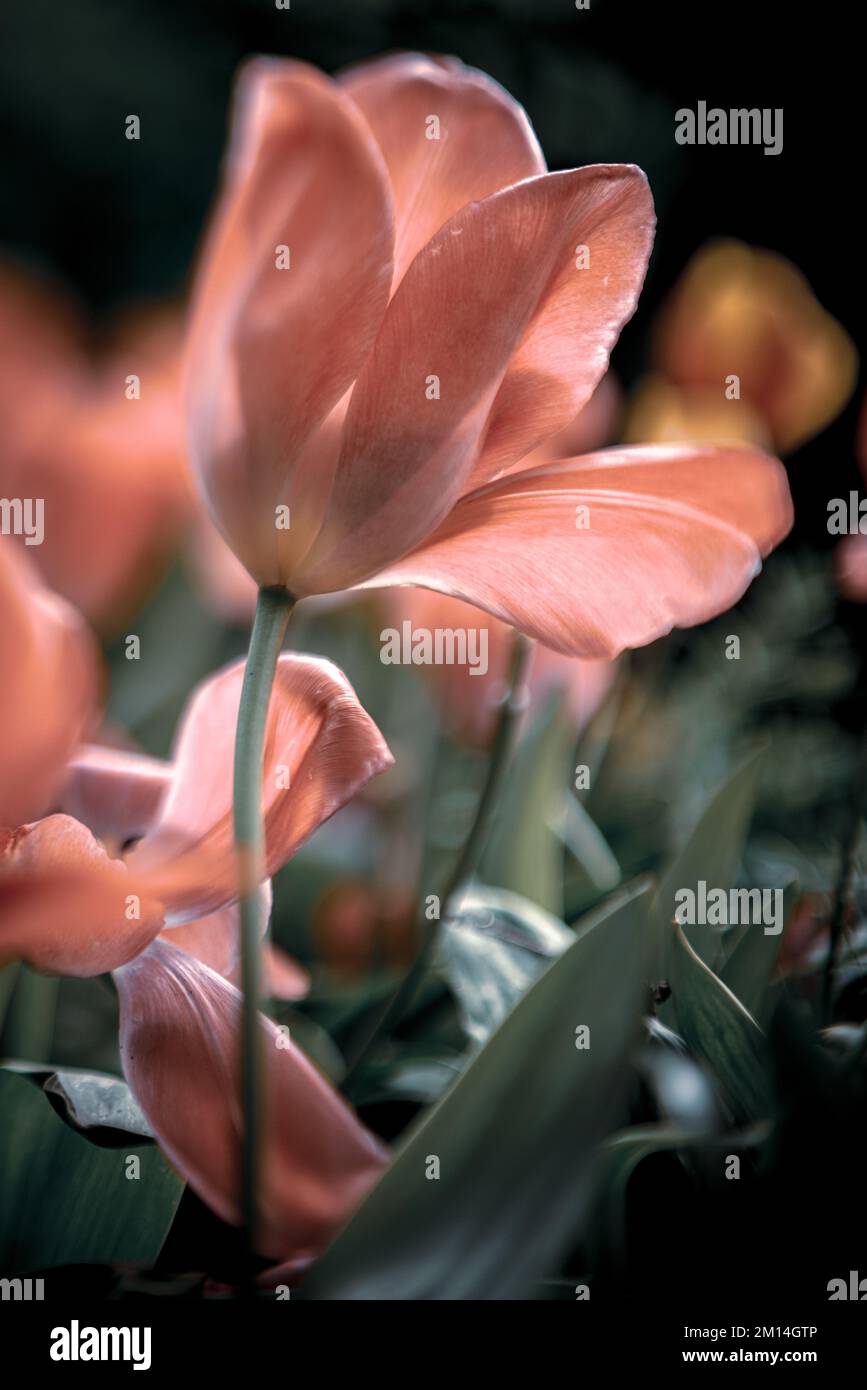 A vertical shot of an orange golden tulip flower. Great for wallpaper ...