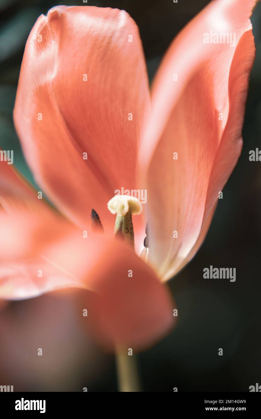A vertical shot of an orange golden tulip flower. Great for wallpaper ...