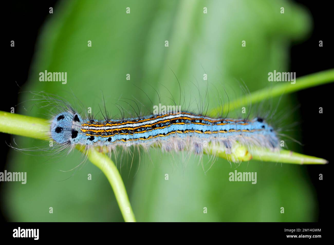 Lackey moth caterpillar, larva (Malacosoma neustria) on the leaves of ...